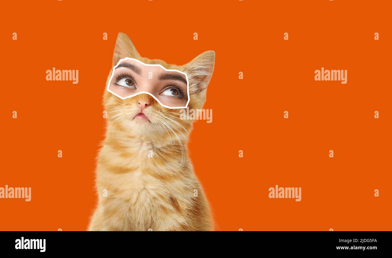 Cute cat with human eyes on orange background Stock Photo - Alamy