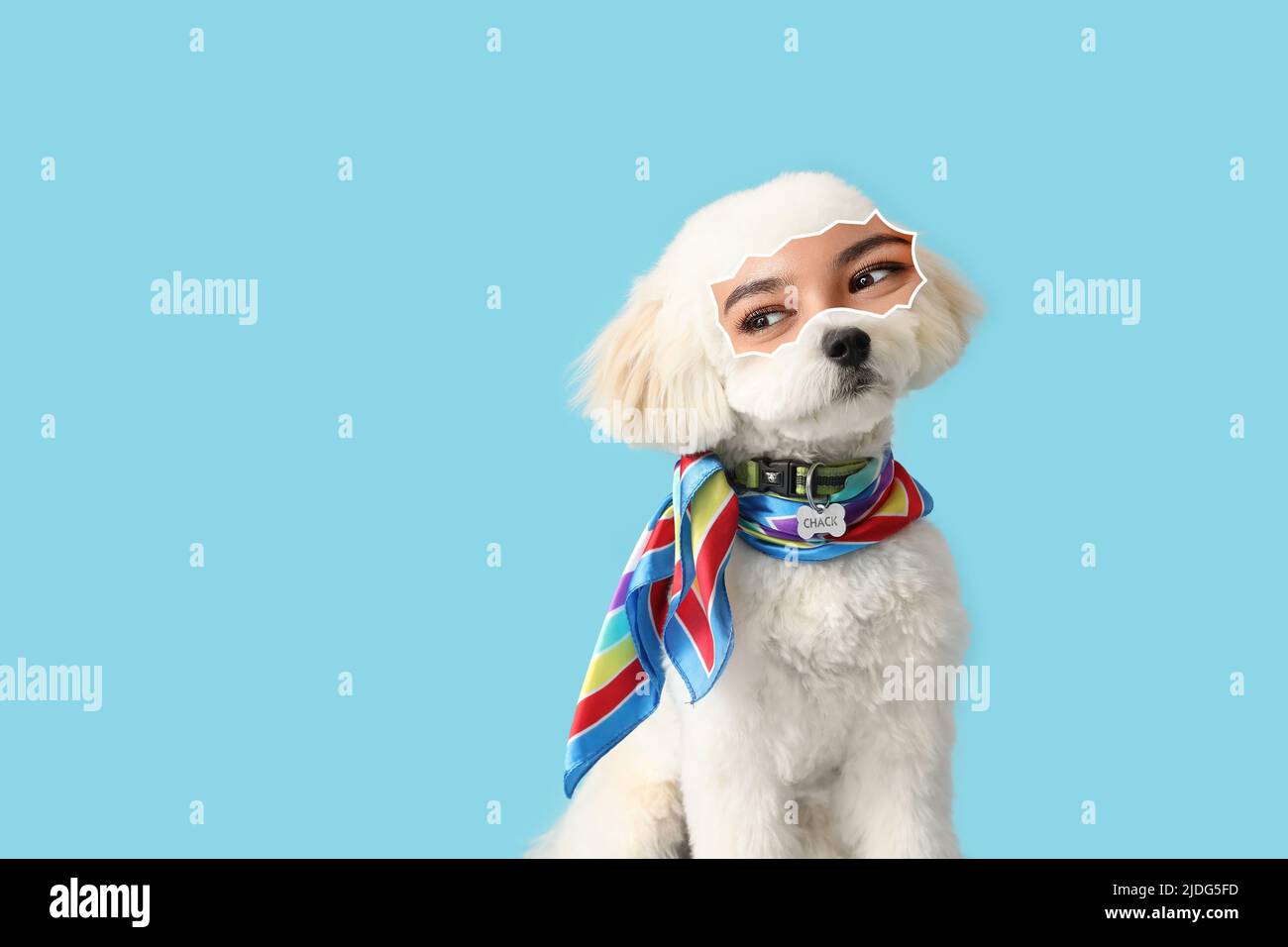 Cute dog with human eyes on light blue background Stock Photo - Alamy