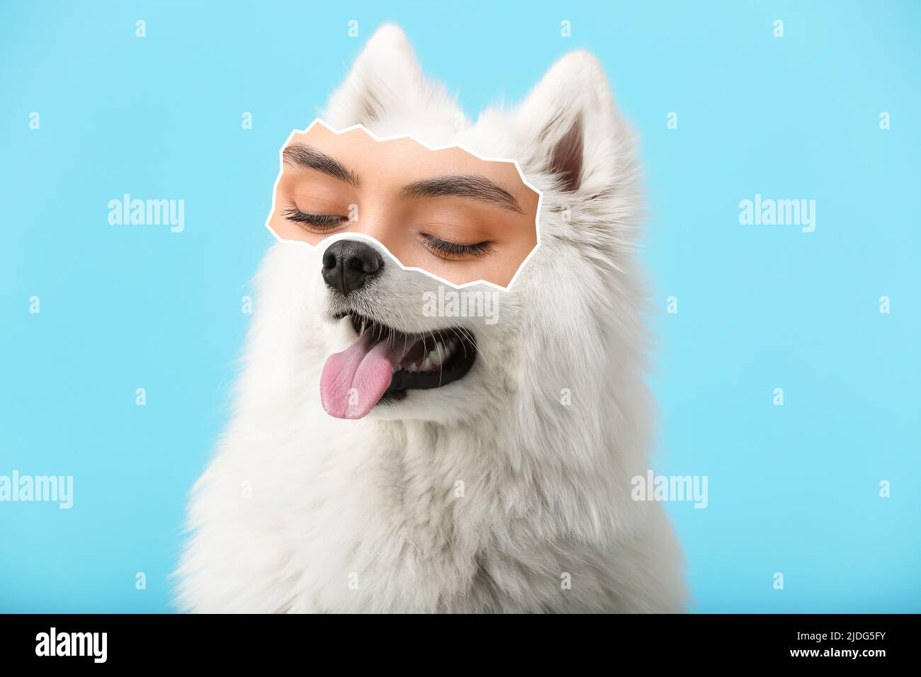 Cute Samoyed dog with human eyes on light blue background Stock Photo ...