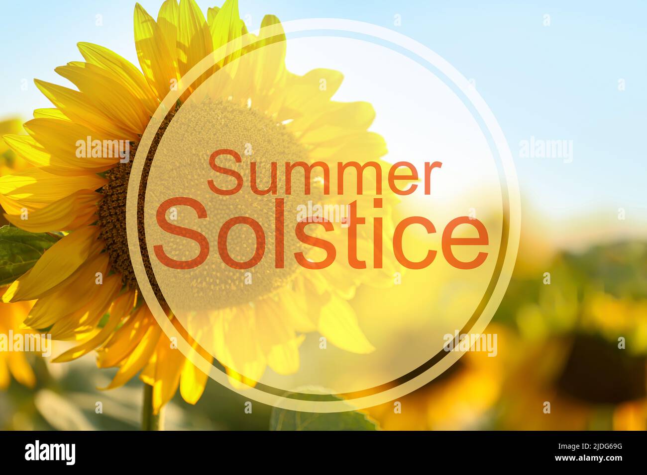 Poster with beautiful sunflower field and text SUMMER SOLSTICE Stock ...