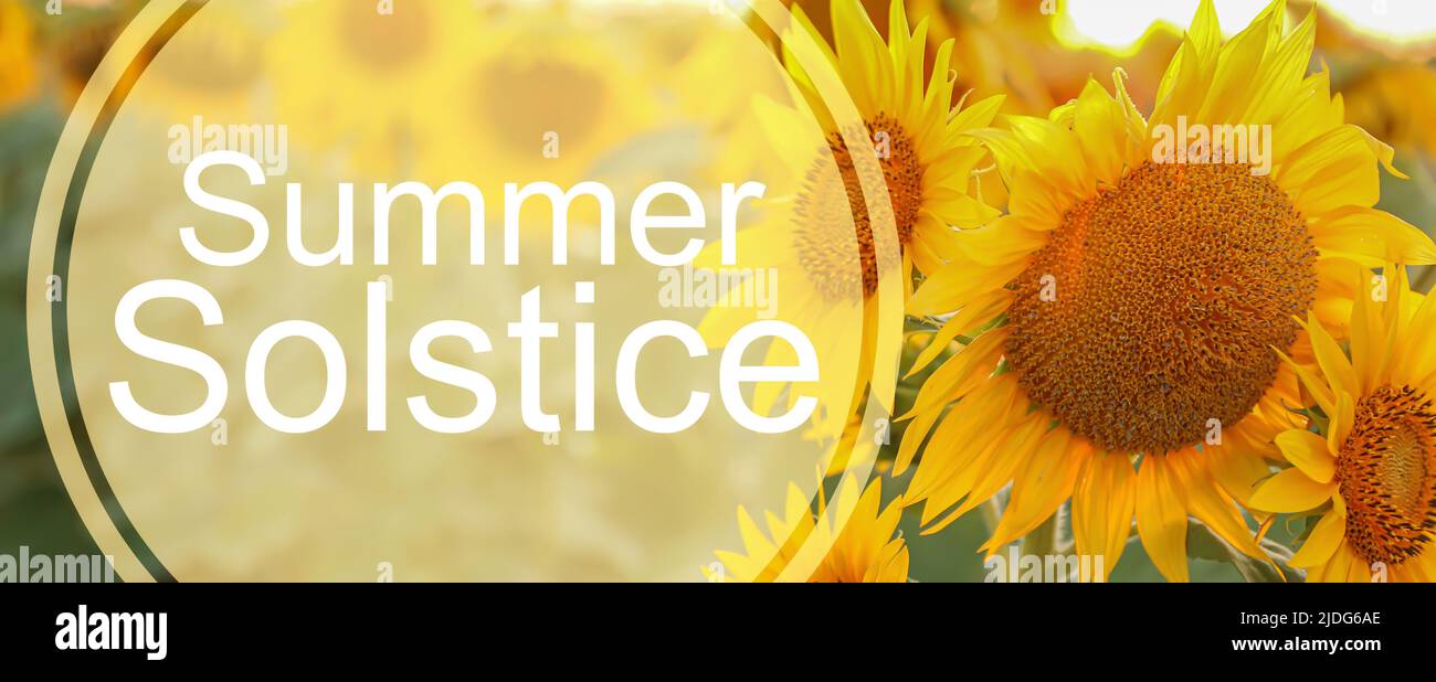 Banner with beautiful sunflower field and text SUMMER SOLSTICE Stock ...