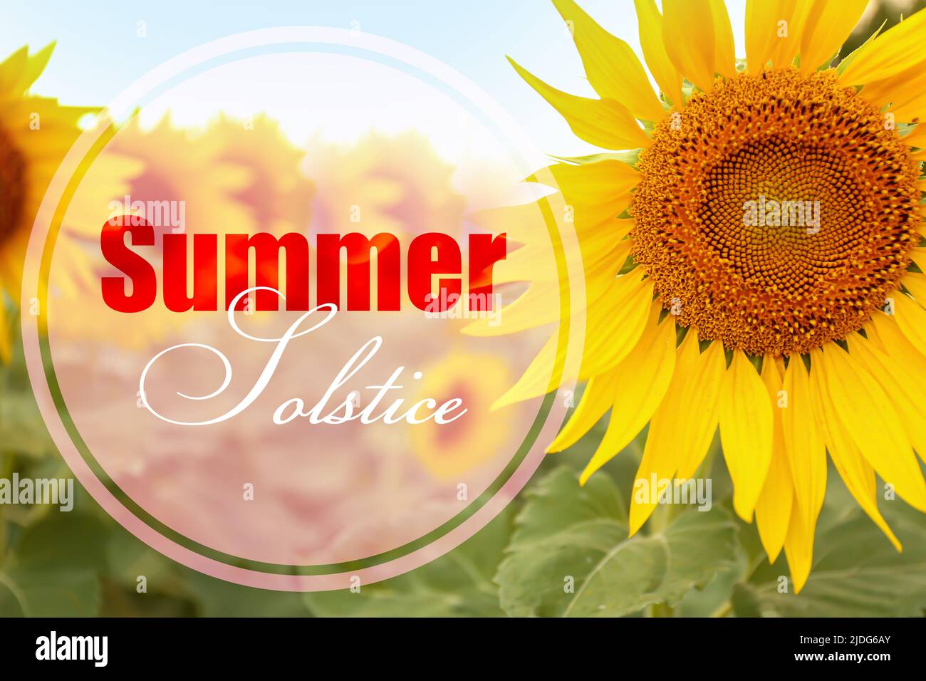 Poster with beautiful sunflower field and text SUMMER SOLSTICE Stock ...