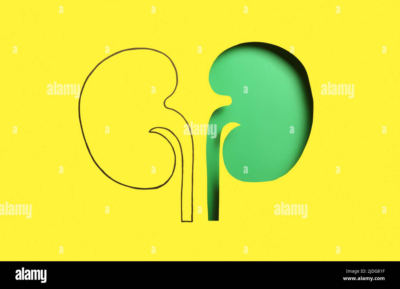 Paper kidneys on yellow and green background Stock Photo - Alamy