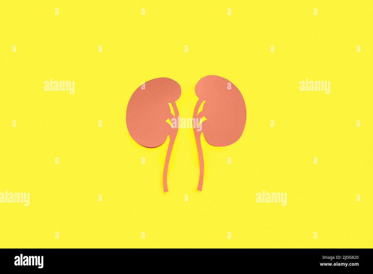 Paper kidneys on yellow background Stock Photo - Alamy