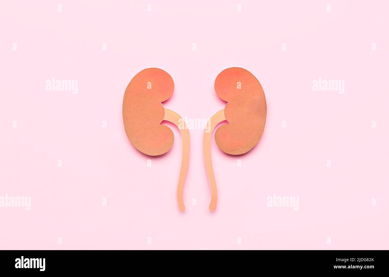 Paper kidneys on pink background Stock Photo - Alamy