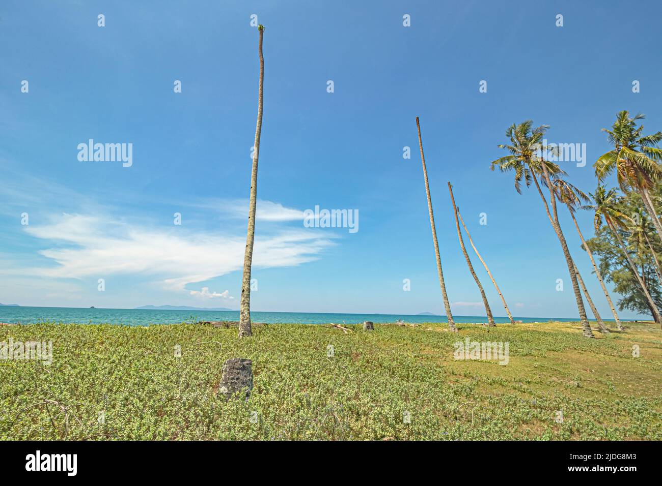 Beach covered by crawling vegetation at Pantai Mangkuk Beach in Setiu ...