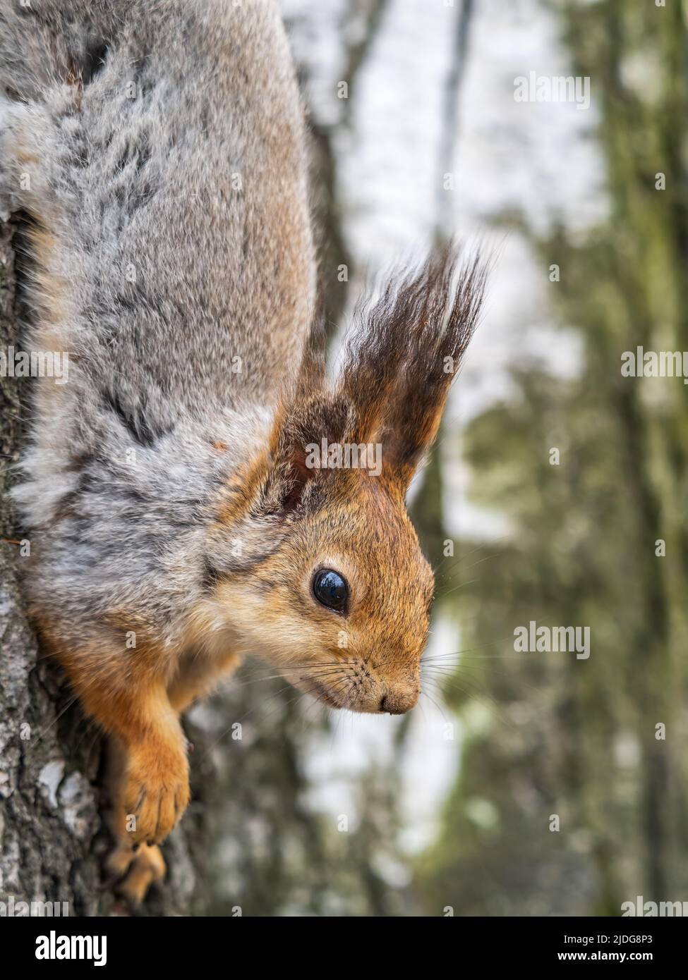 Squirrel sitting upside down on a tree trunk. The squirrel hangs upside ...