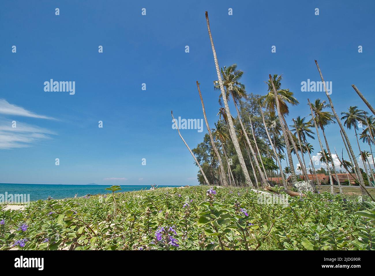 The view of beach with crawling vegetation and coconut trees at Pantai ...