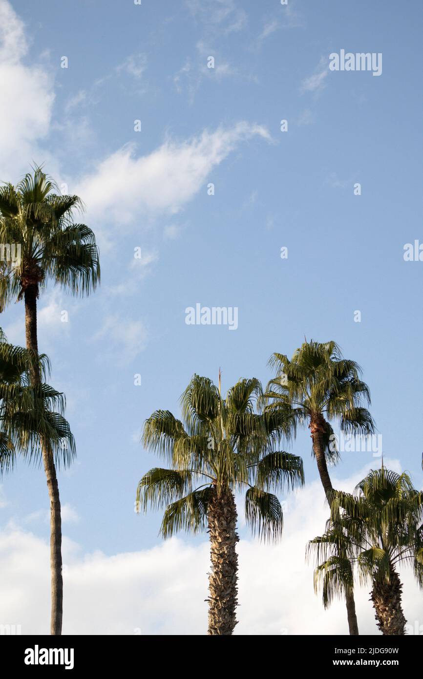 Palm trees in front of blue sky in sunny day with clouds in Larnaca ...
