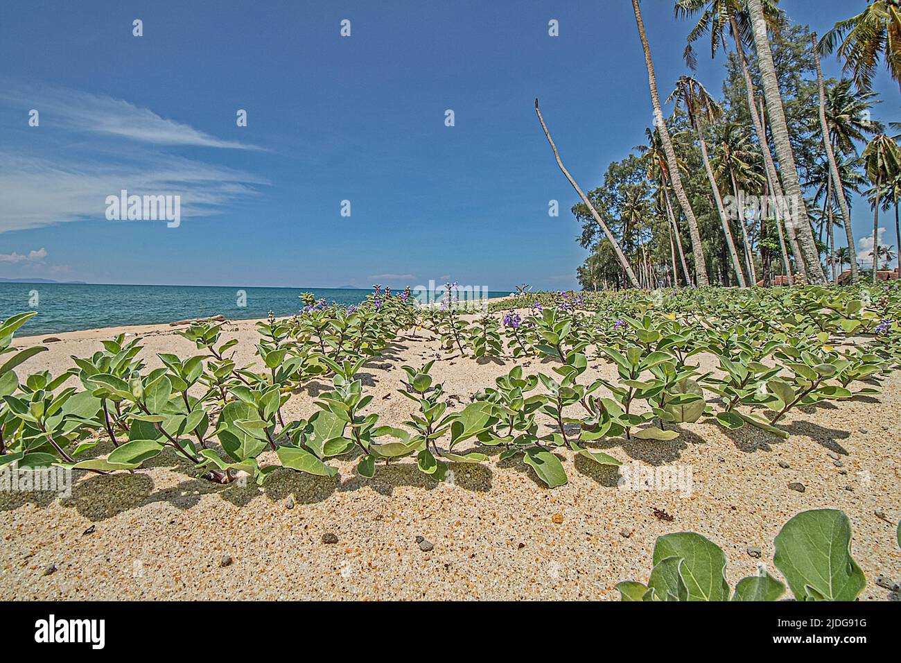 The view of beach with crawling vegetation and coconut trees at Pantai ...
