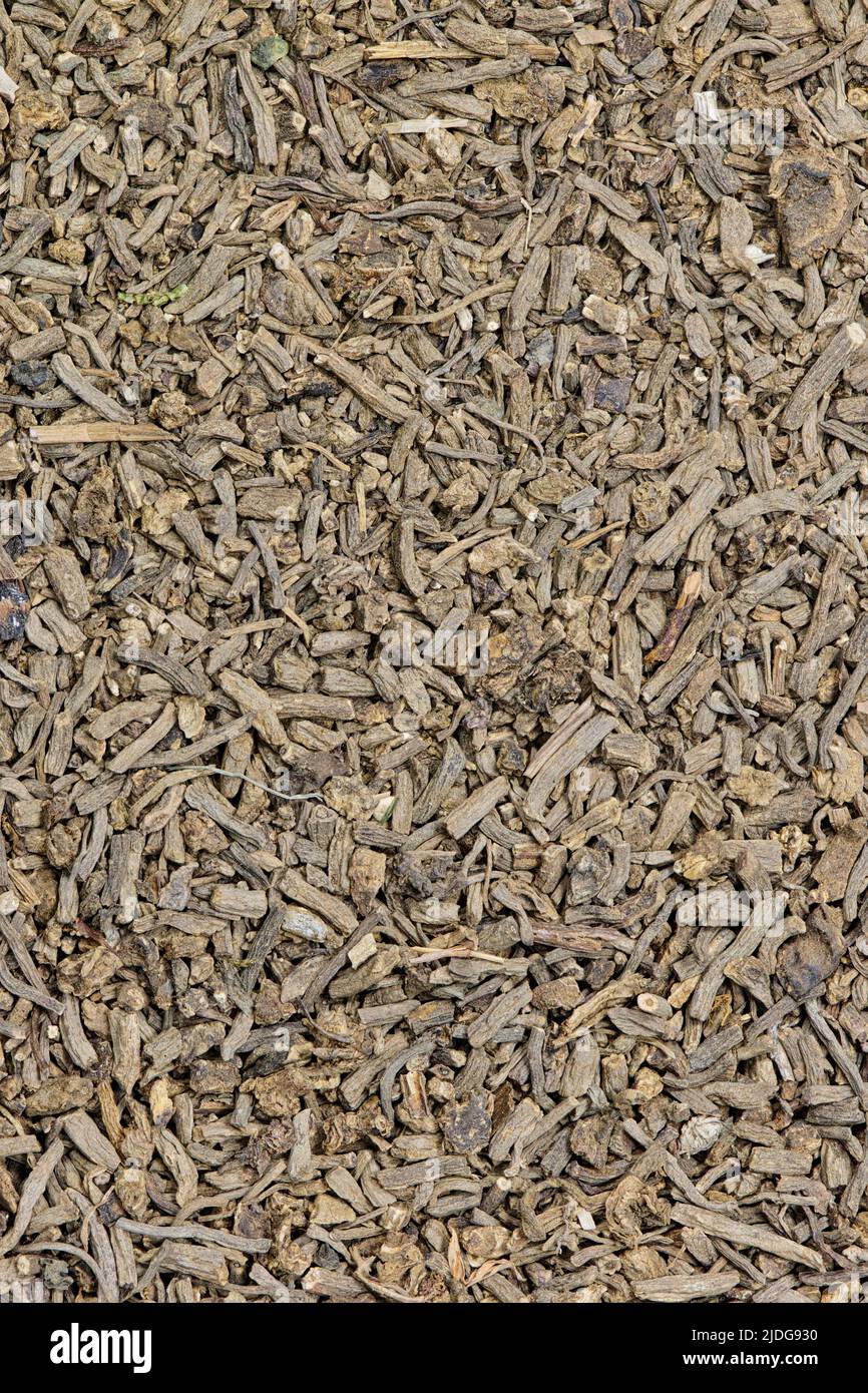 Dried Valerian root pieces (Valeriana officinalis), closeup background ...