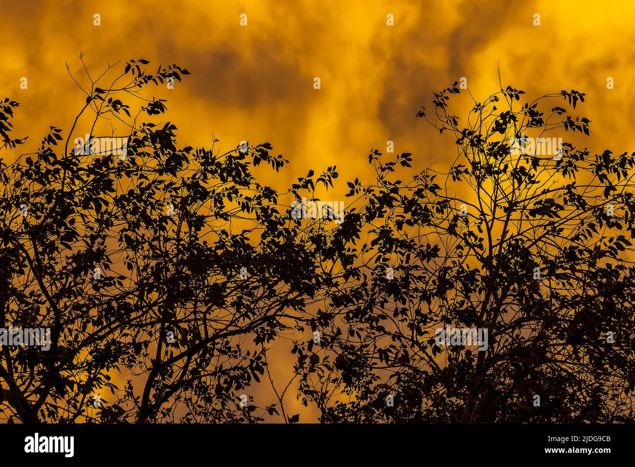 The evening sunlight gives the appearance of a forest on fire Stock ...