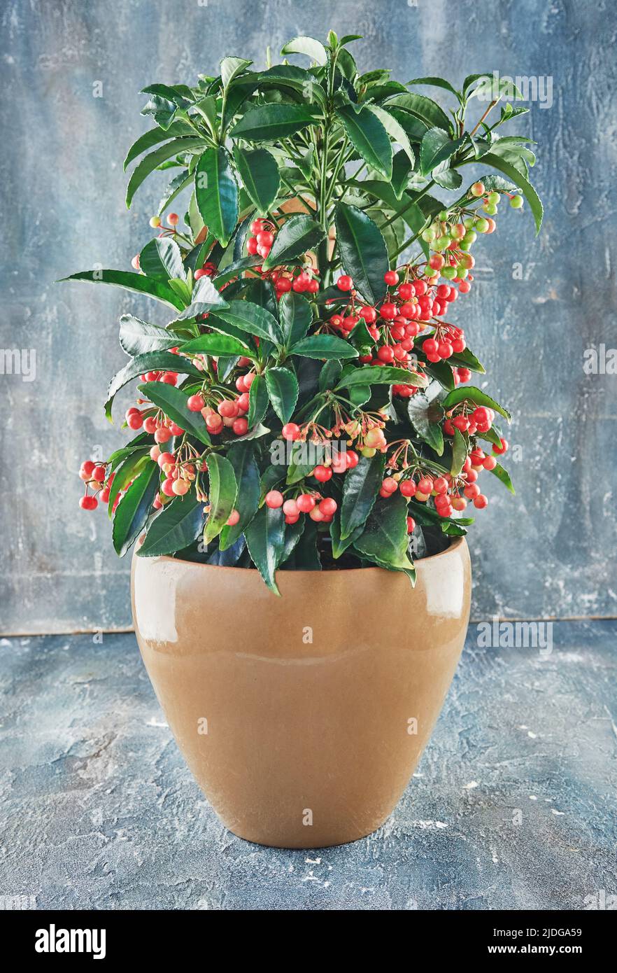 Dwarf burford holly hi-res stock photography and images - Alamy