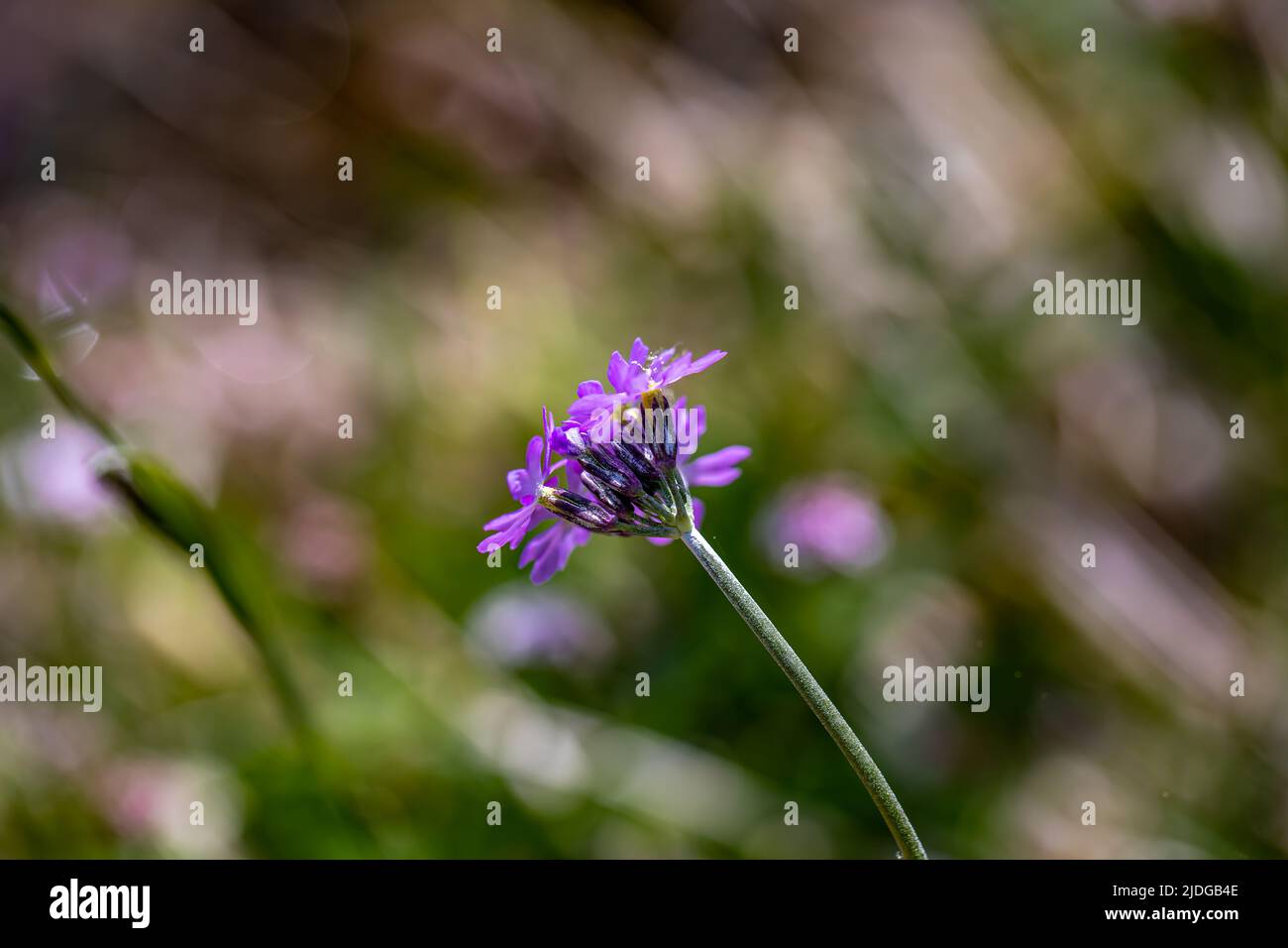 Primula farinosa in forest garden hi-res stock photography and images ...