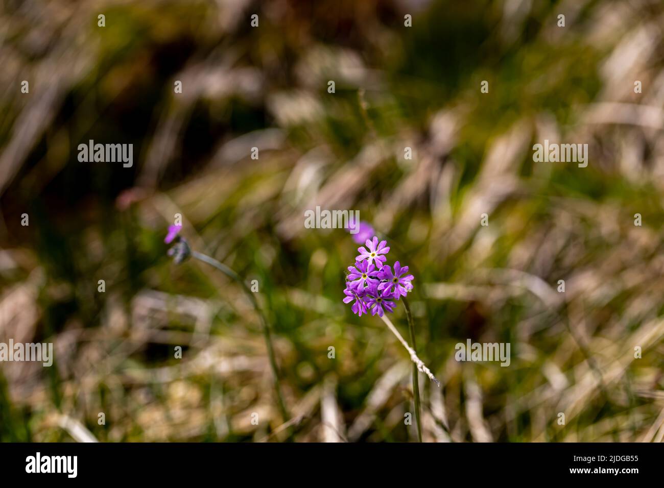 Primula farinosa flower growing in meadow, close up Stock Photo - Alamy