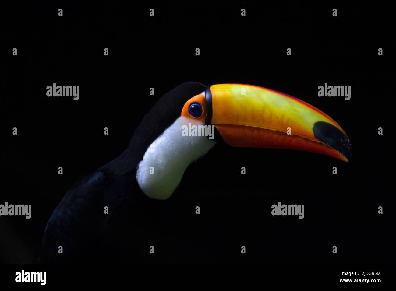 side view of the head of a Toco Toucan (Ramphastos toco) isolated on a ...