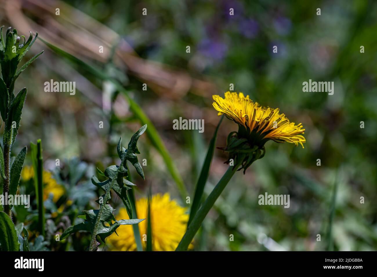 Taraxacum officinale growing in meadow, close up Stock Photo - Alamy