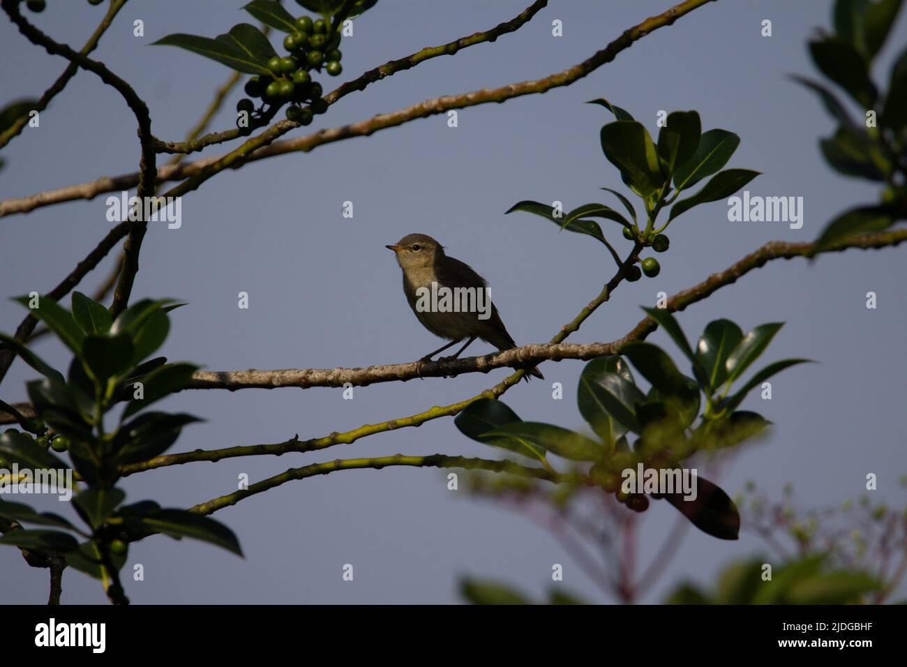 small finch sitting in a tree with clear grey sky behind Stock Photo ...