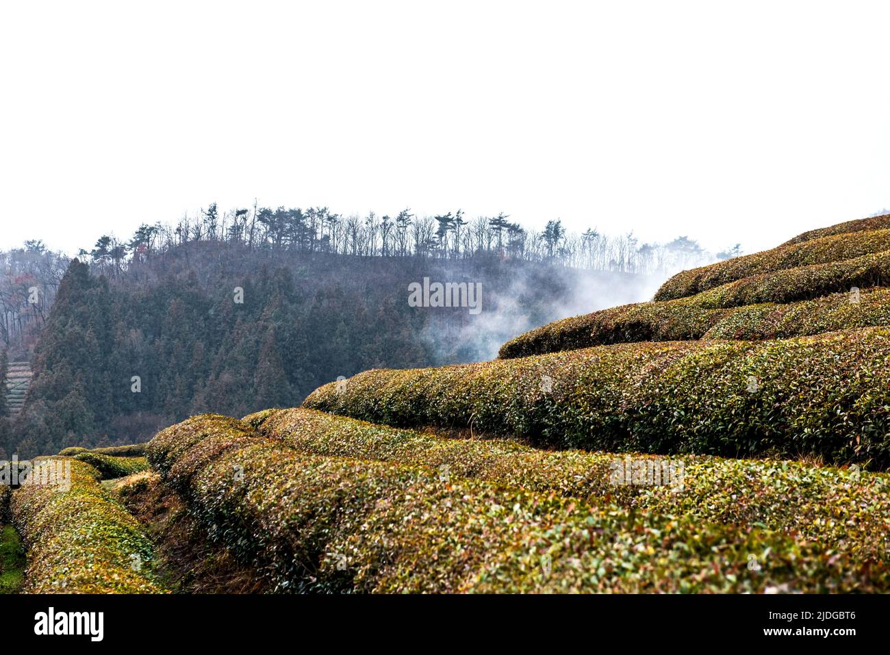 Amazing landscape view of green tea plantation in rainy day background ...