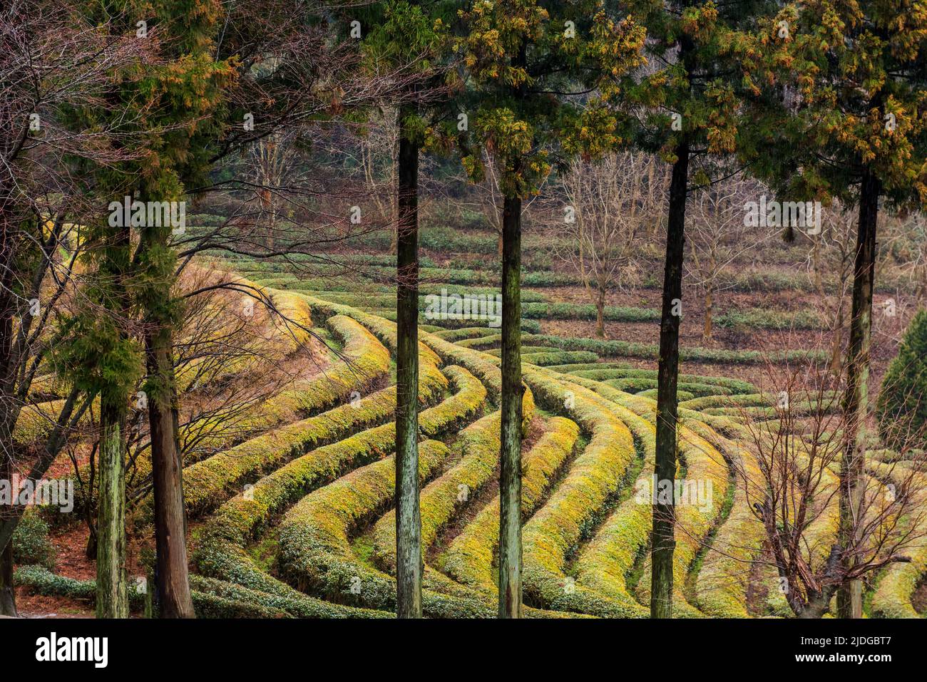 Amazing landscape view of green tea plantation in rainy day background ...