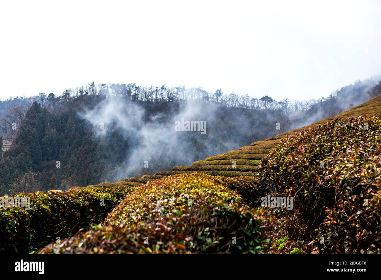 Amazing landscape view of green tea plantation in rainy day background ...