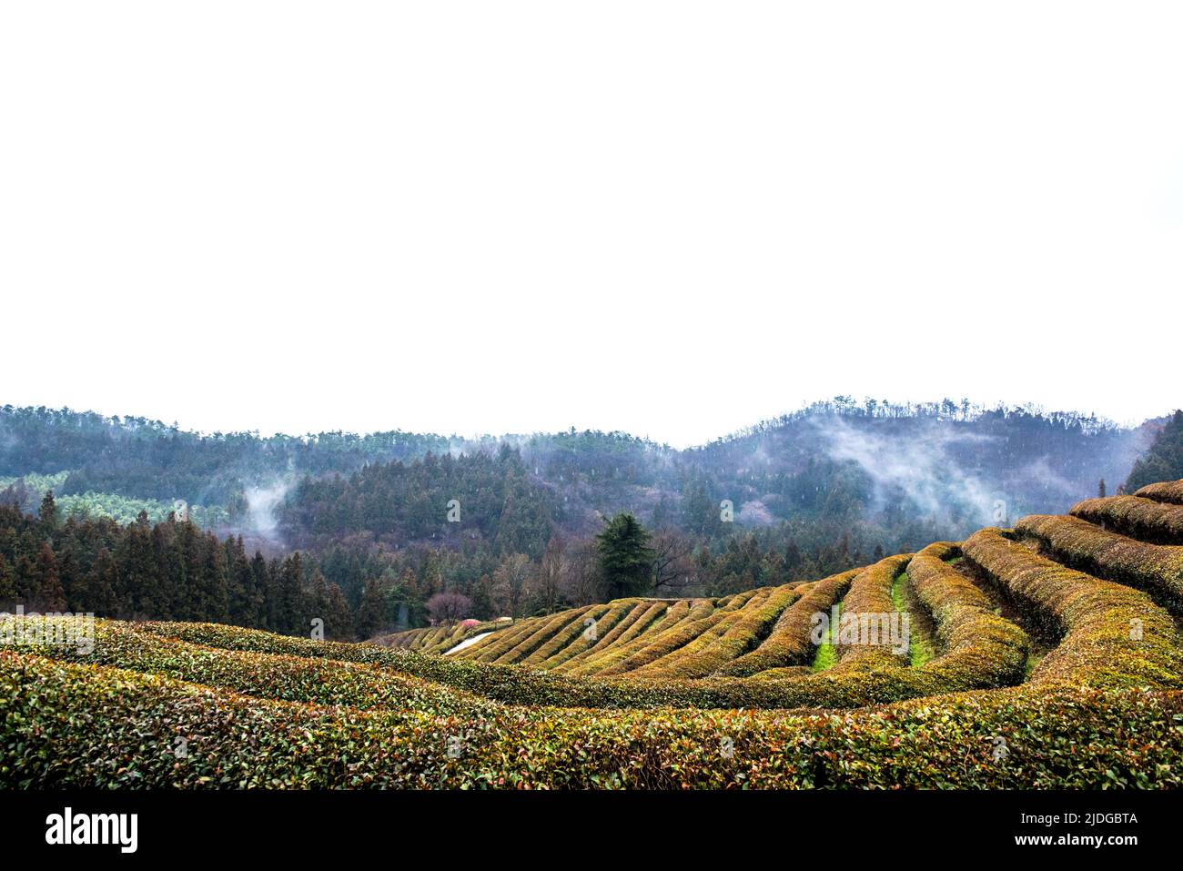 Amazing landscape view of green tea plantation in rainy day background ...