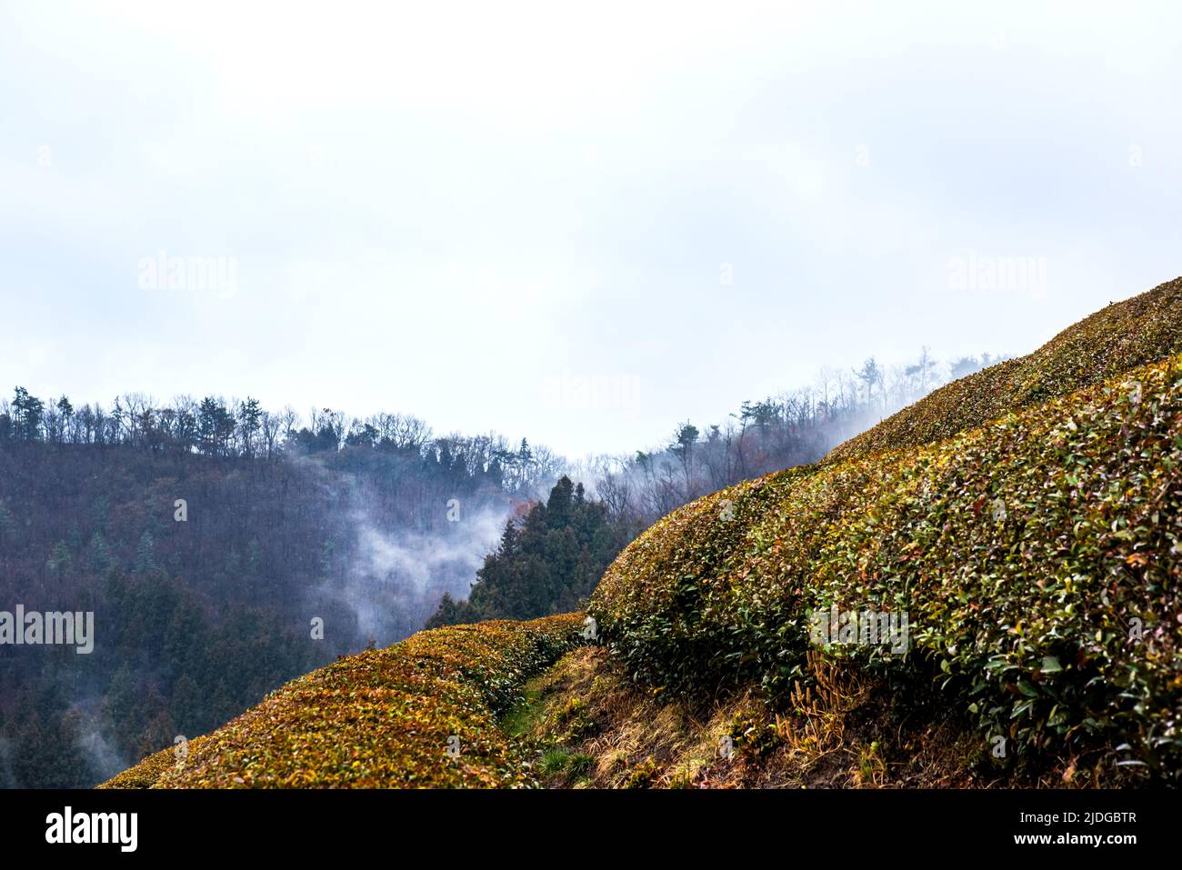 Amazing landscape view of green tea plantation in rainy day background ...