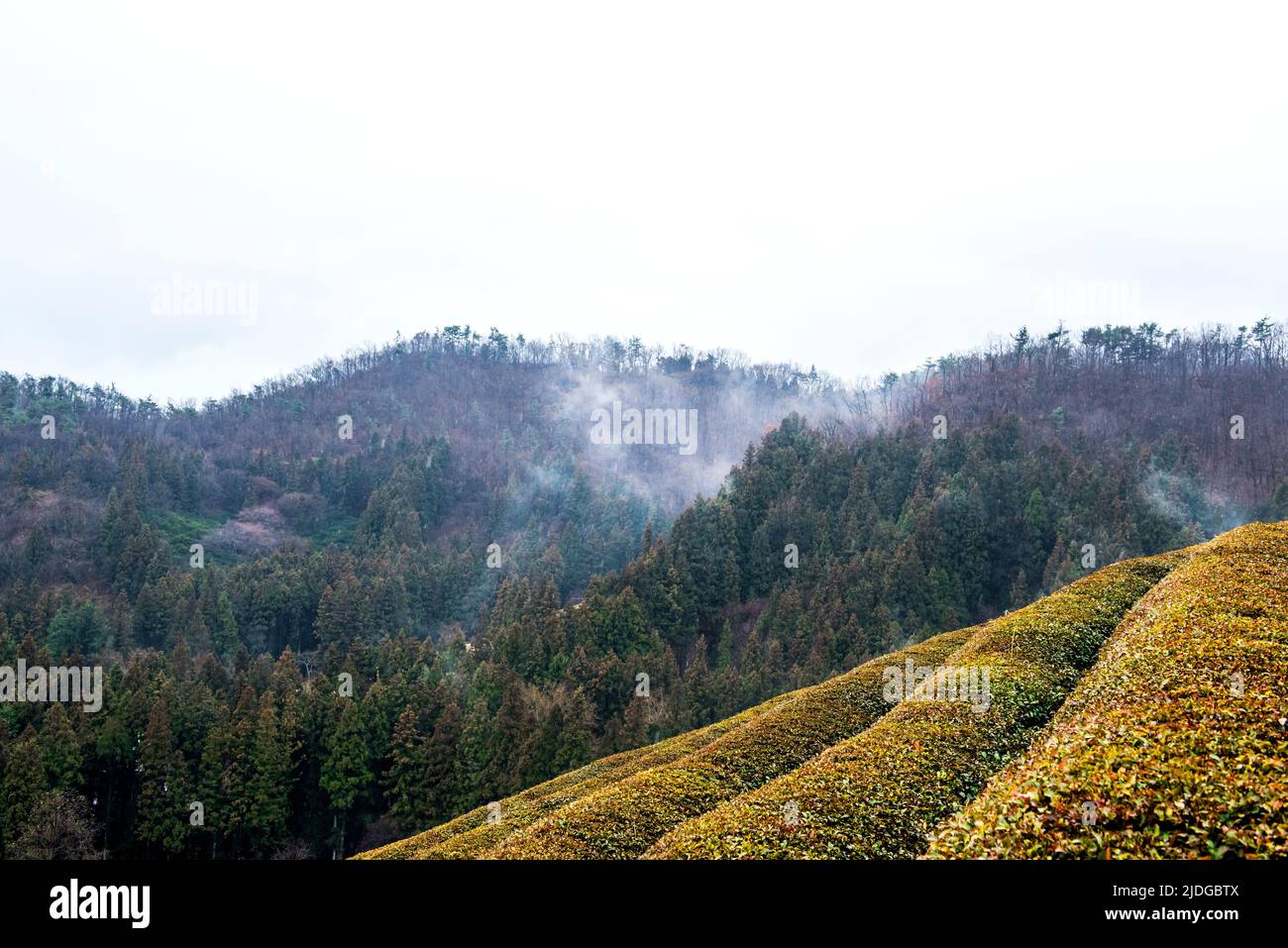 Amazing landscape view of green tea plantation in rainy day background ...