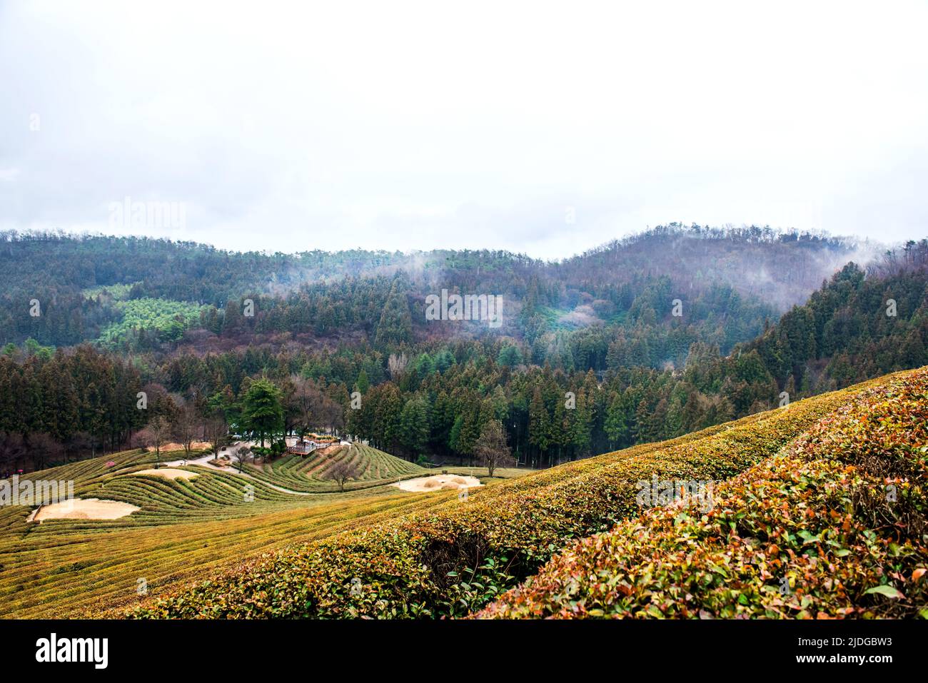 Amazing landscape view of green tea plantation in rainy day background ...