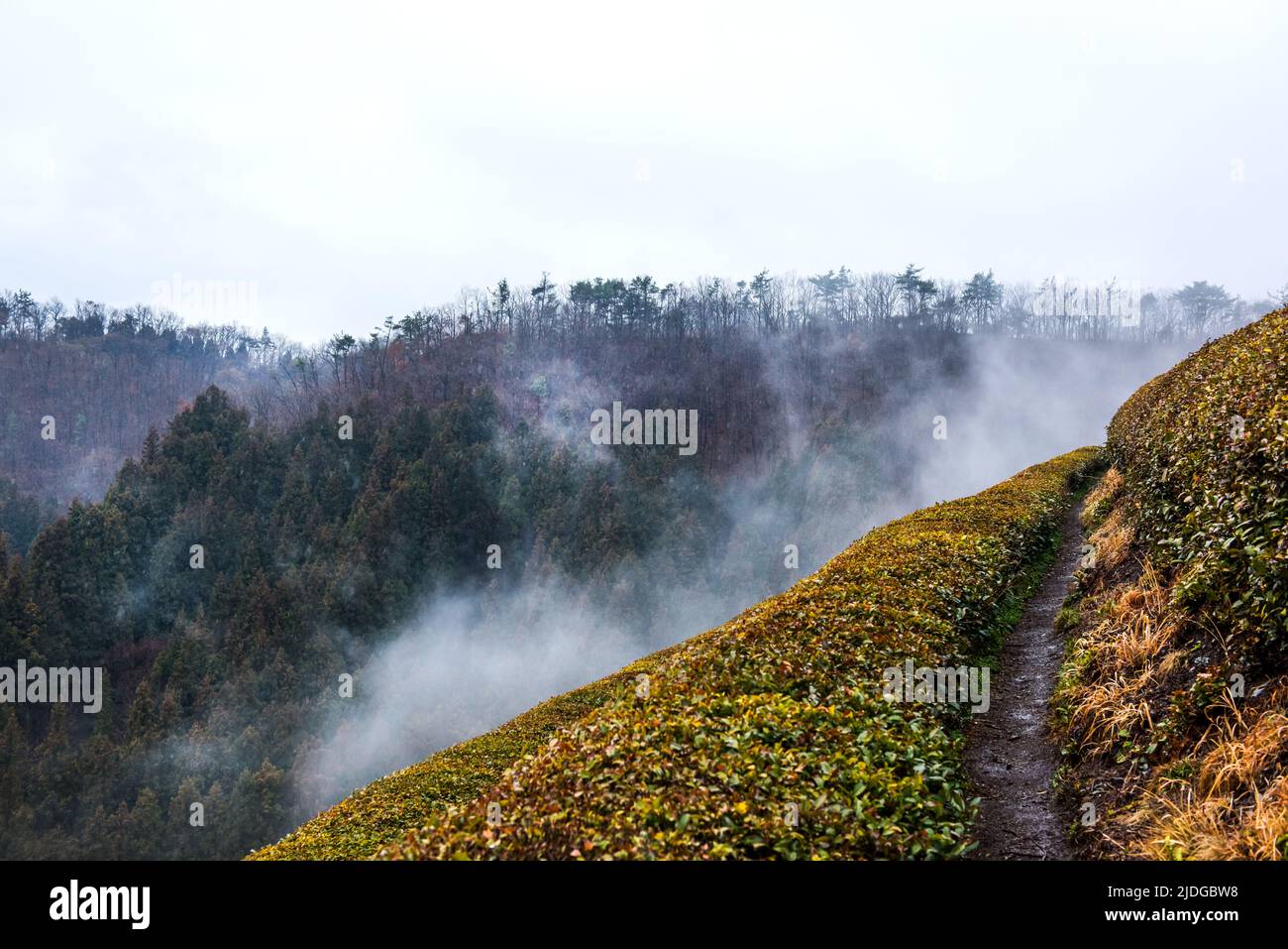 Amazing landscape view of green tea plantation in rainy day background ...