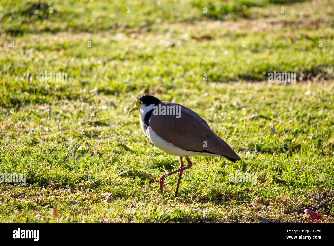 An Australian (Masked Lapwing; Vanellus miles) searches for prey in ...