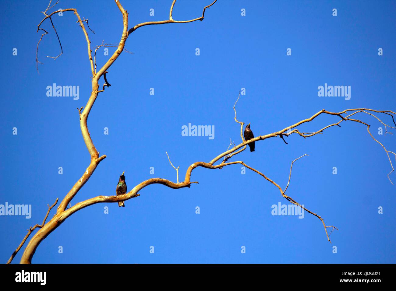 A pair of Australian Common Starling (Sturnus vulgaris) perched on a ...
