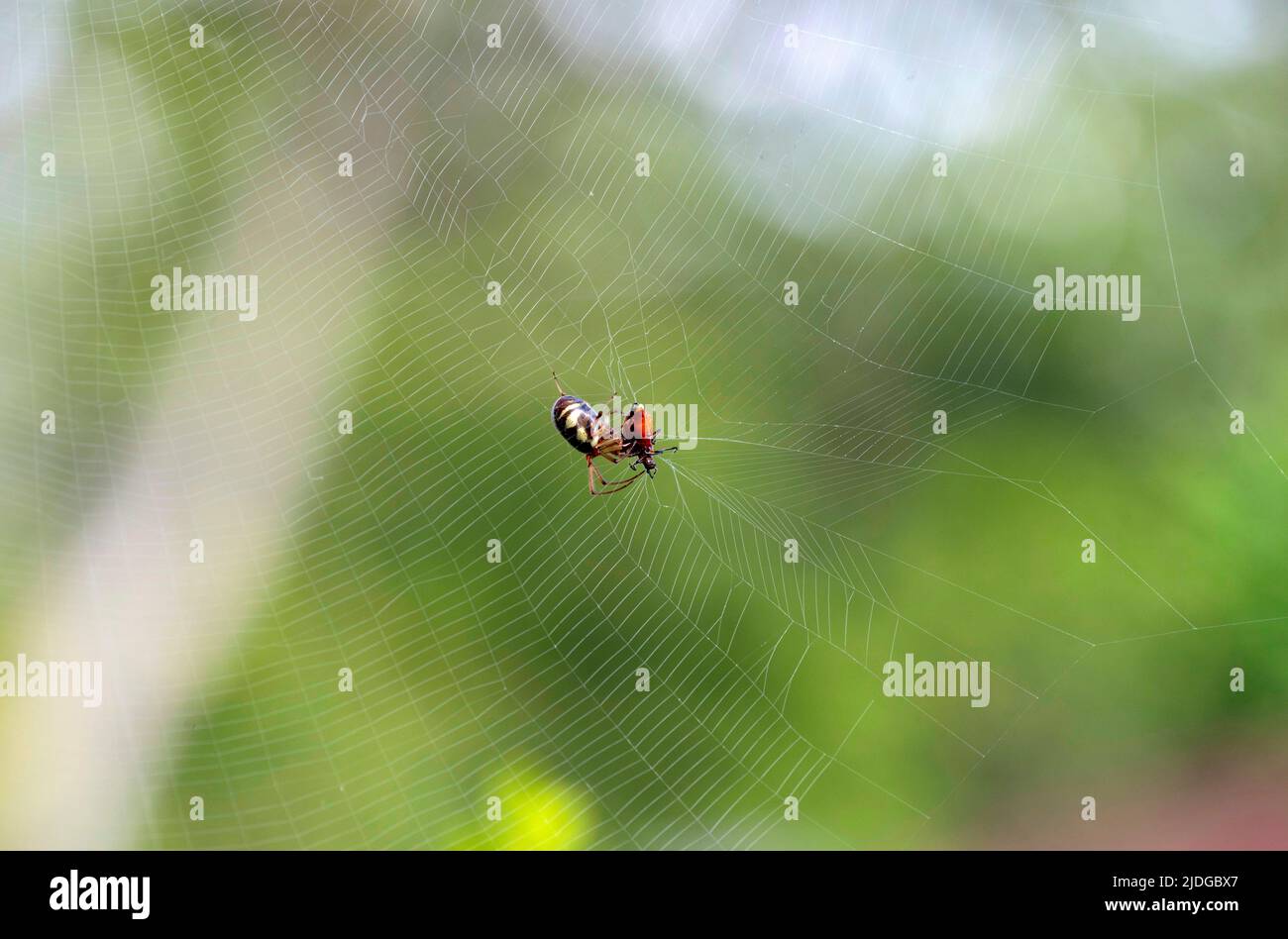 An Australian Garden Orb Weaver Spider (Argiope catenulata) catches ...