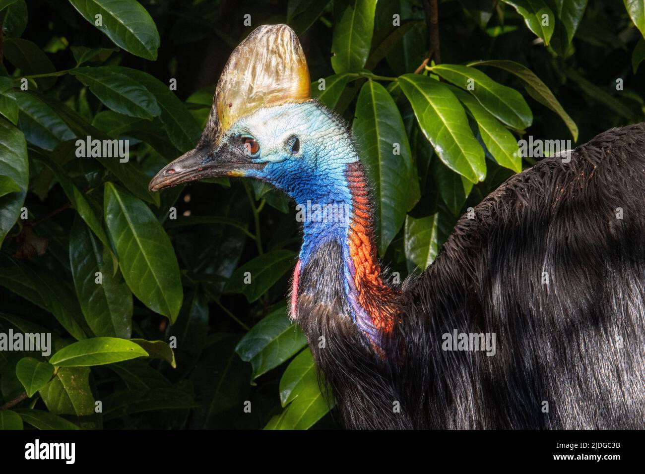 the head of a Southern cassowary (Casuarius casuarius) caught in the ...