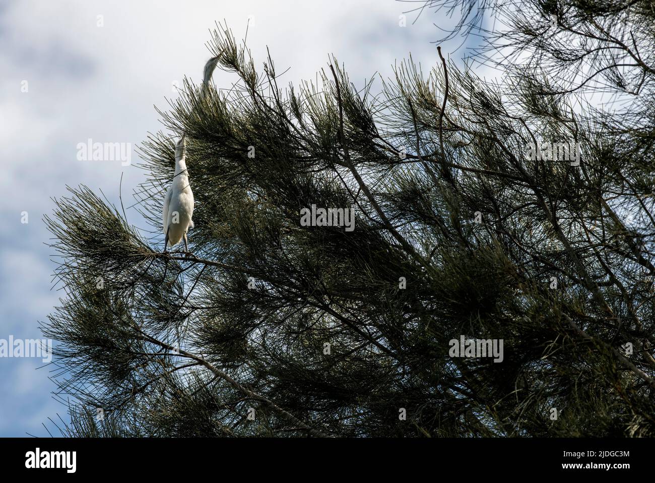 Two Egrets (Ardea alba) on a tree in Sydney, New South Wales, Australia ...