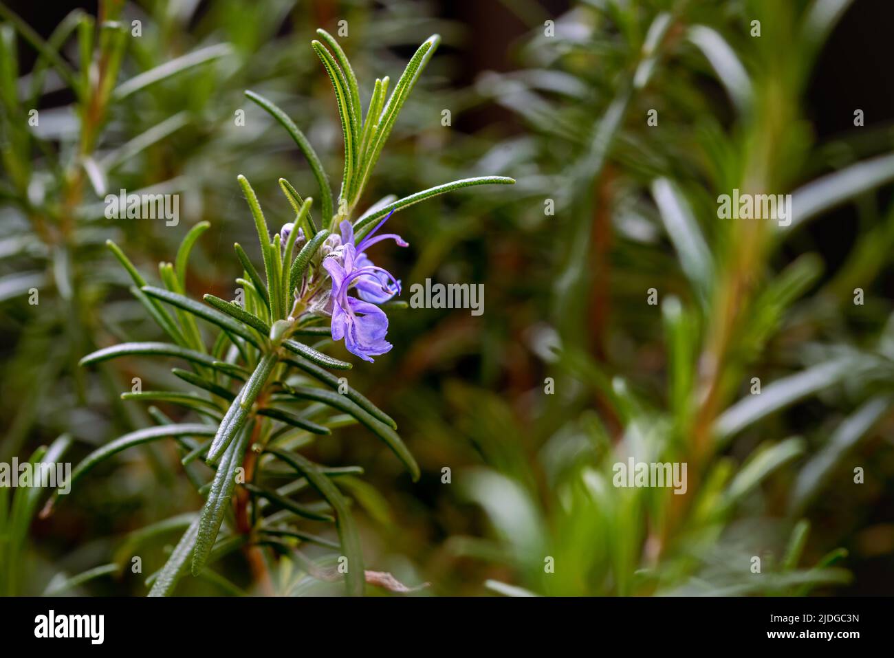 Rosemary flower hi-res stock photography and images - Alamy