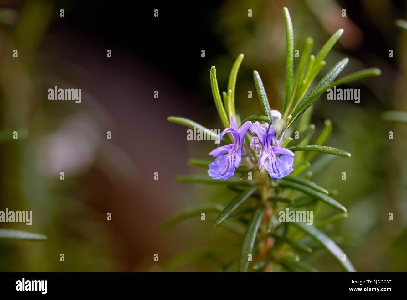 Rosemary flower hi-res stock photography and images - Alamy
