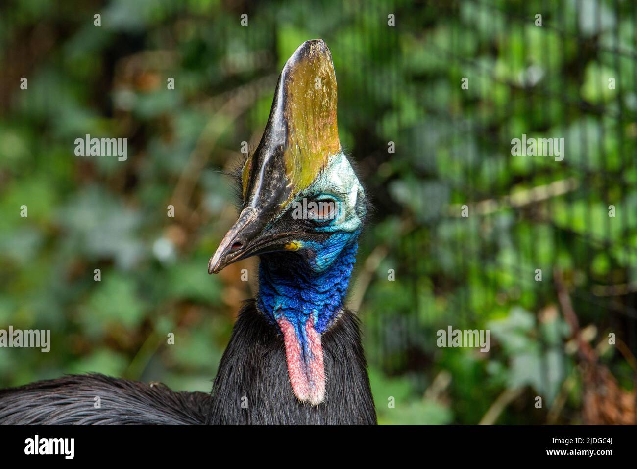 the head of a Southern cassowary (Casuarius casuarius) isolated on a ...