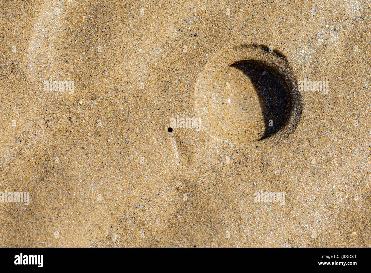 Razor shell razor fish hi-res stock photography and images - Alamy