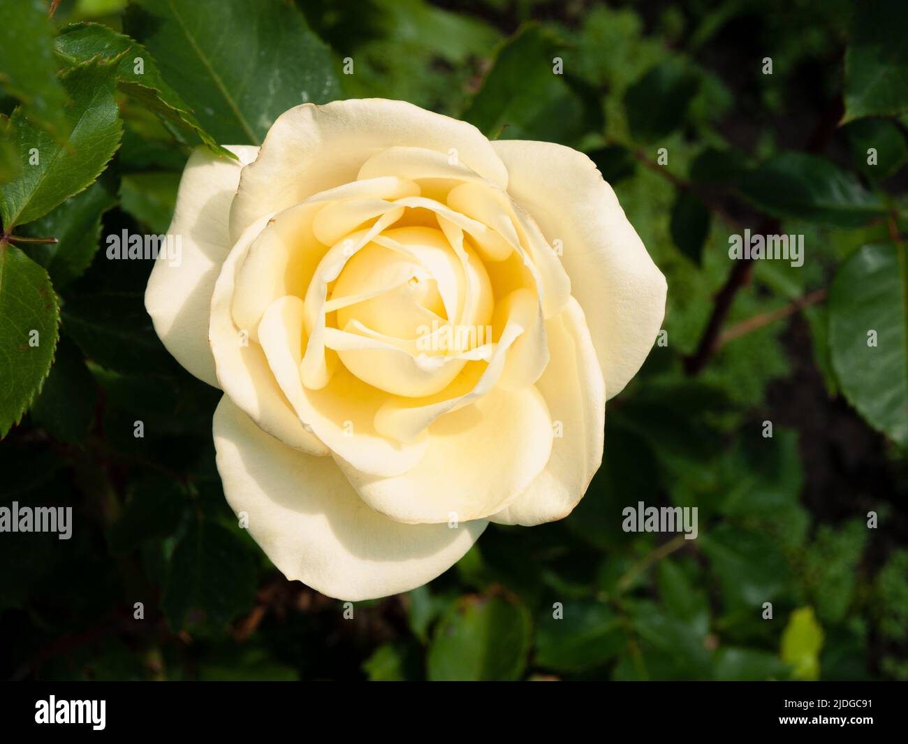 Yellow rose bush growing outside hi-res stock photography and images ...