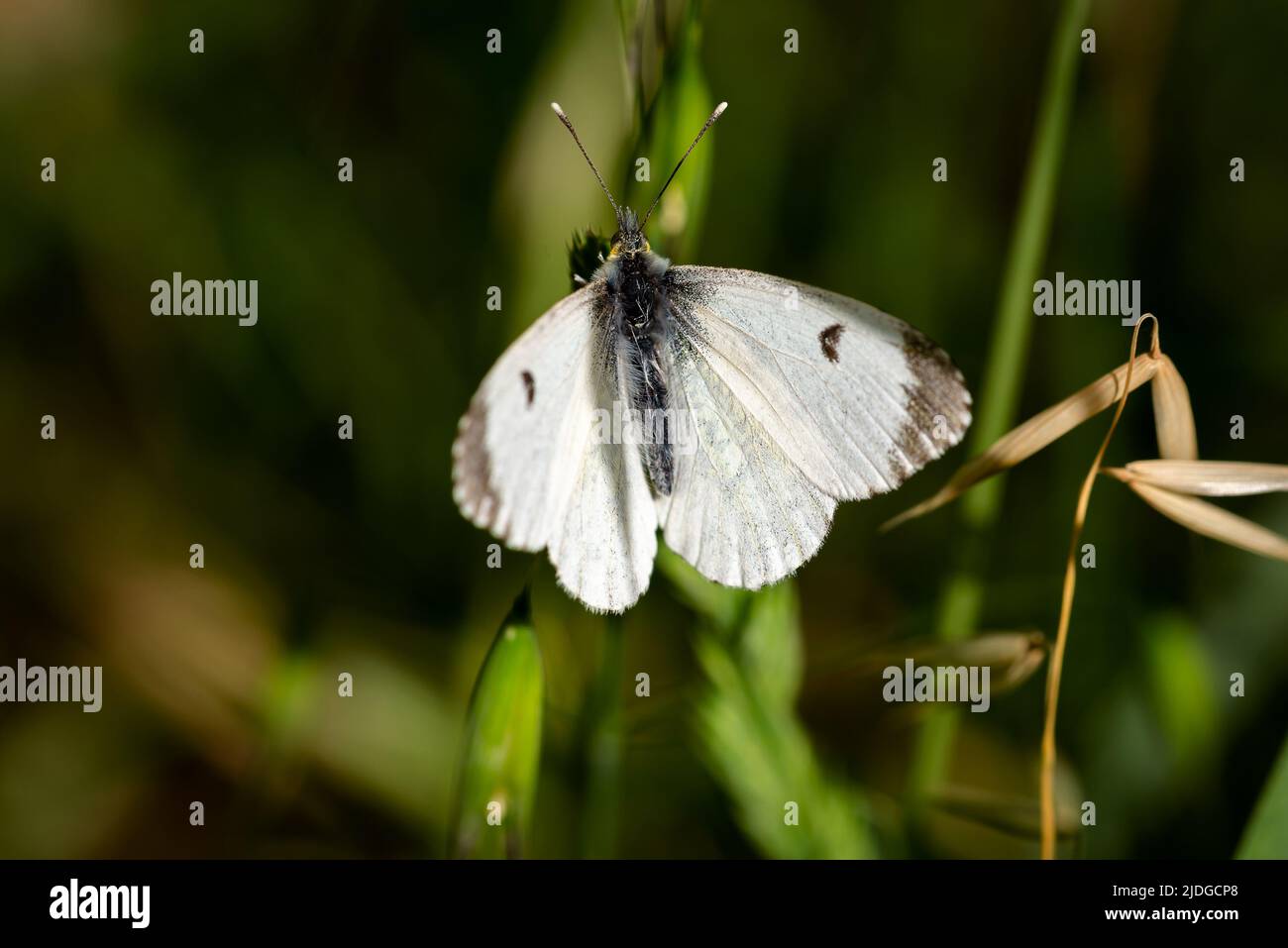 Pieris brassicae, butterfly also called cabbage butterfly, cabbage ...