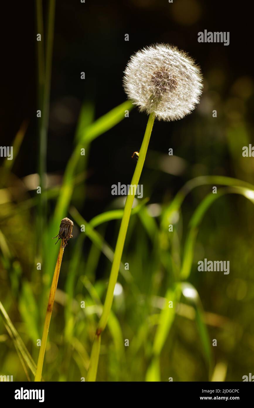 Macro of dandelion seeds with back light on a dark background Stock ...