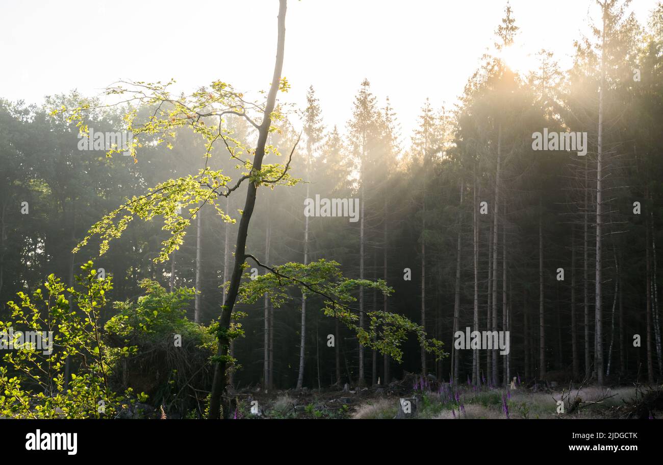 Springe, Germany. 21st June, 2022. The sun rises in a forest area of ...