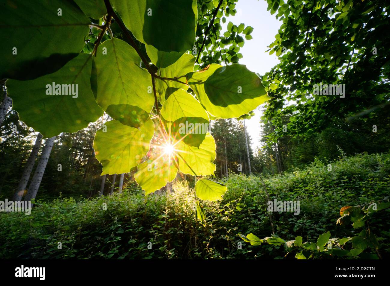 Springe, Germany. 21st June, 2022. The sun rises in a forest area of ...
