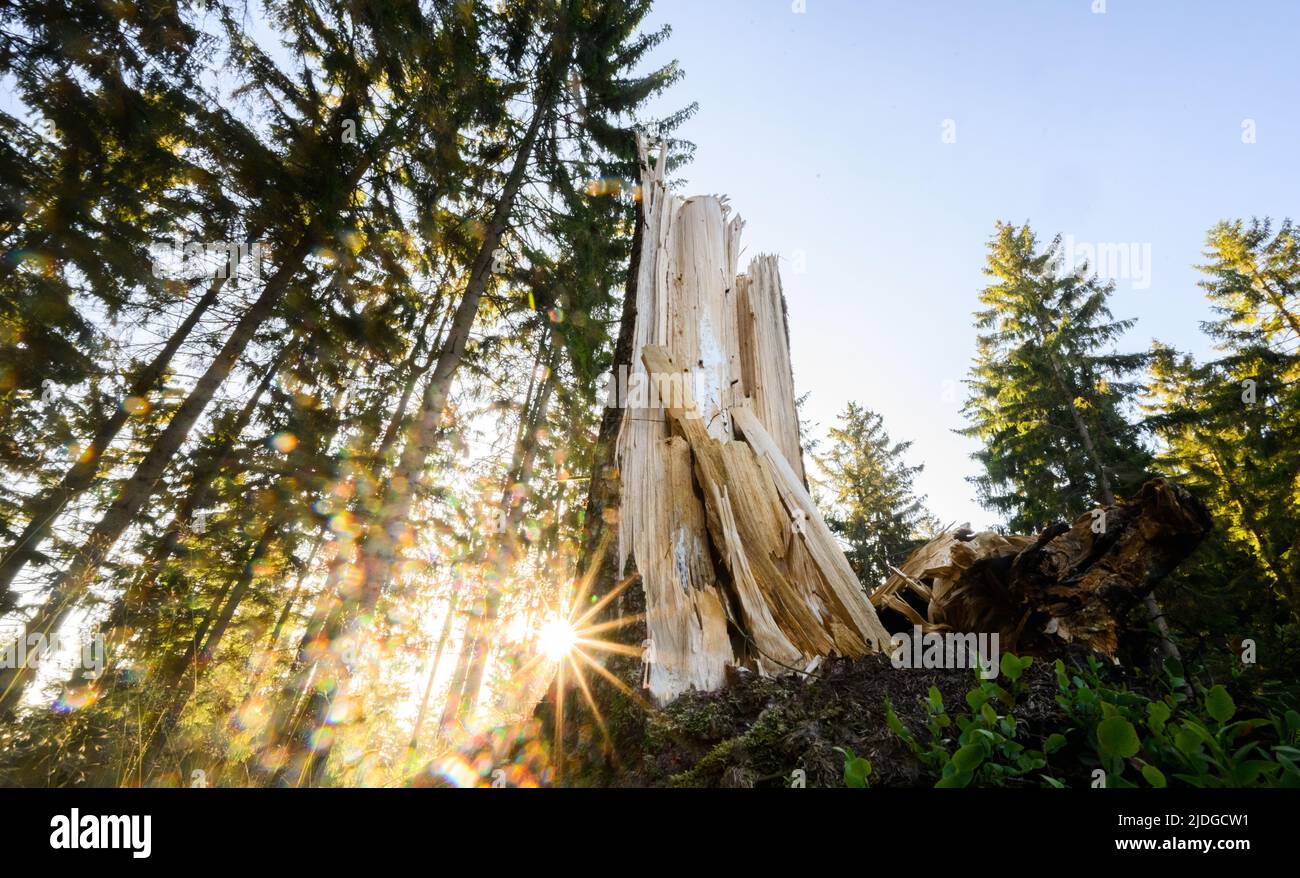 Springe, Germany. 21st June, 2022. The sun rises next to a tree stump ...