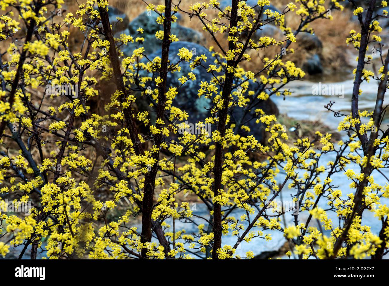 Beautiful yellow japanese cornel,Cornus Officinalis flowers on eary ...