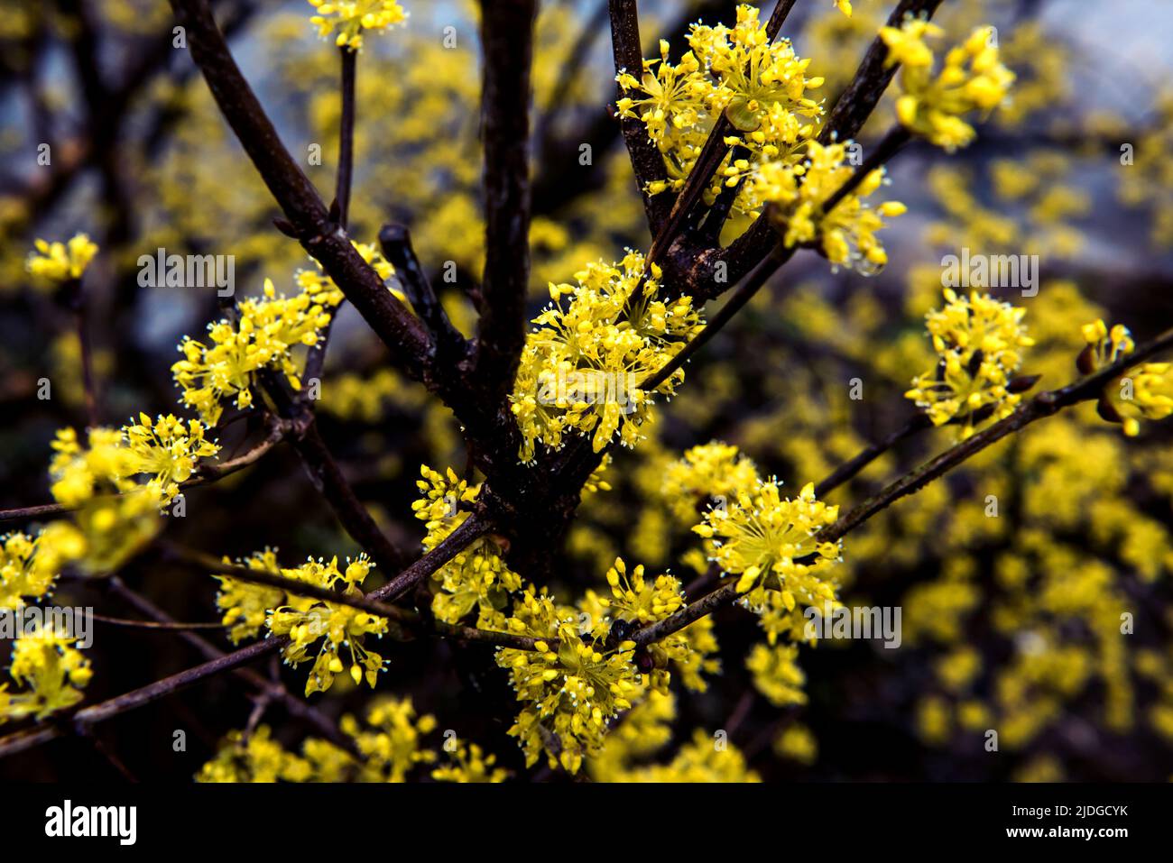 Beautiful yellow japanese cornel,Cornus Officinalis flowers on eary ...