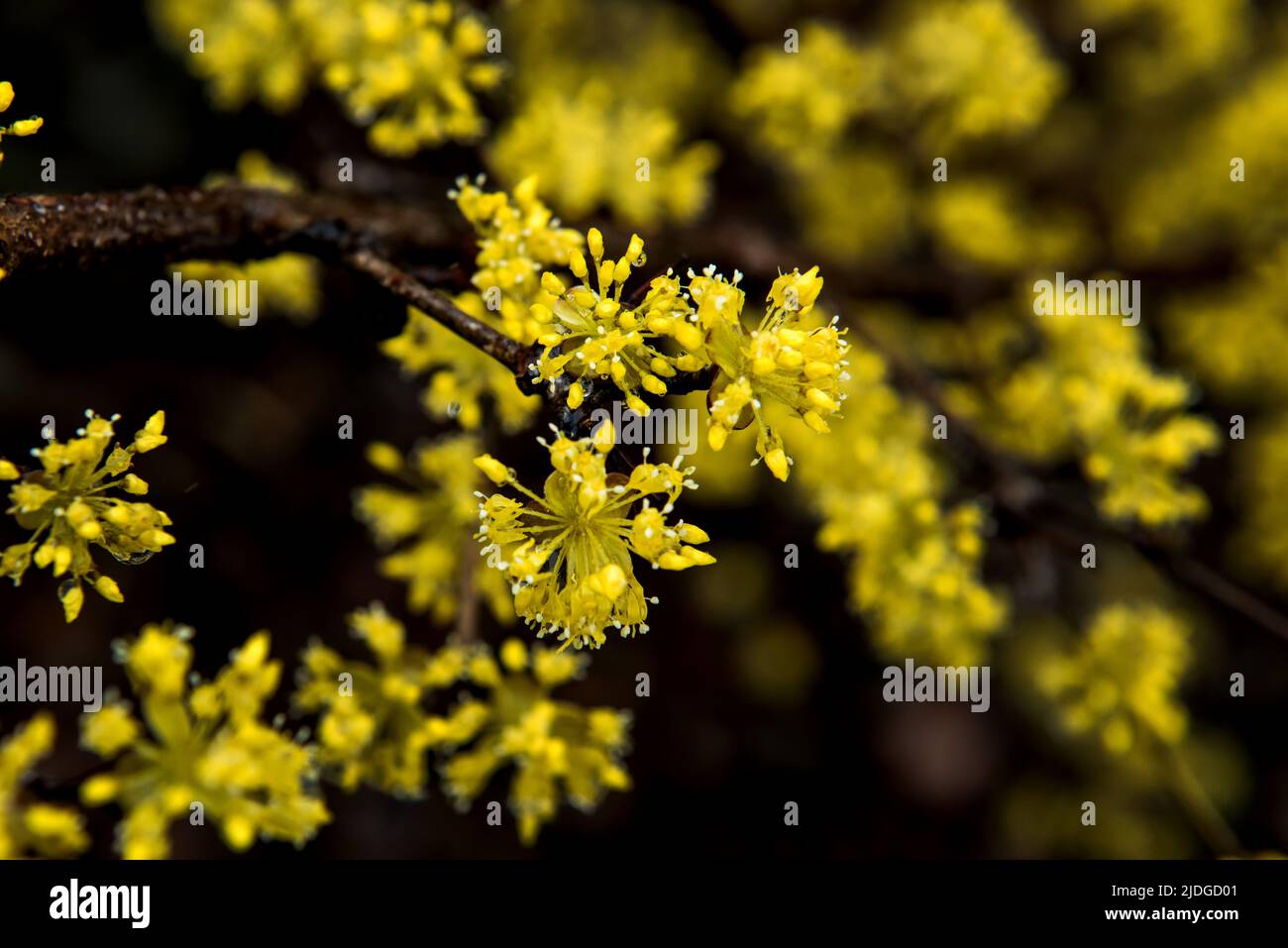 Beautiful yellow japanese cornel,Cornus Officinalis flowers on eary ...