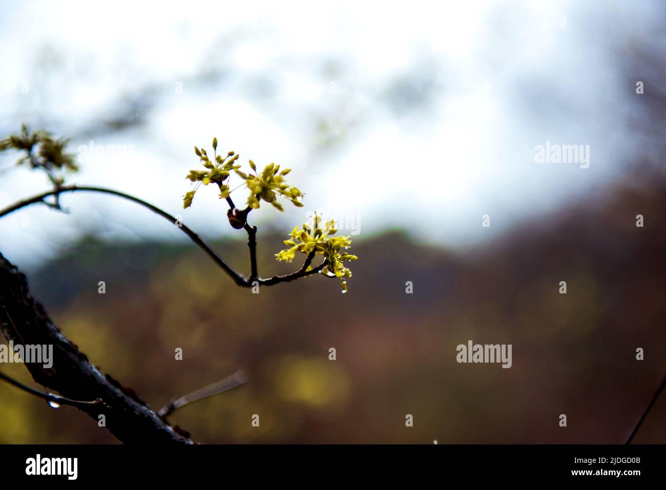 Cornus officinalis flowers hi-res stock photography and images - Alamy