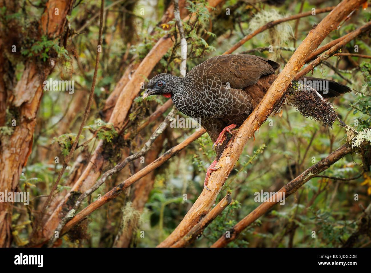 Andean Guan - Penelope montagnii gamefowl bird in Cracidae, subfamily ...